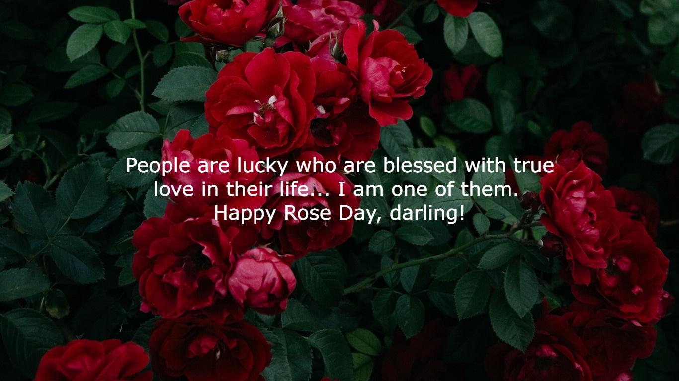 50+ Top Rose Day Images & Quotes to Kickstart Your Valentine's Week